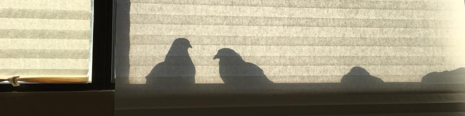 Pigeon at the Bus Stop – daydreamer's footnotes